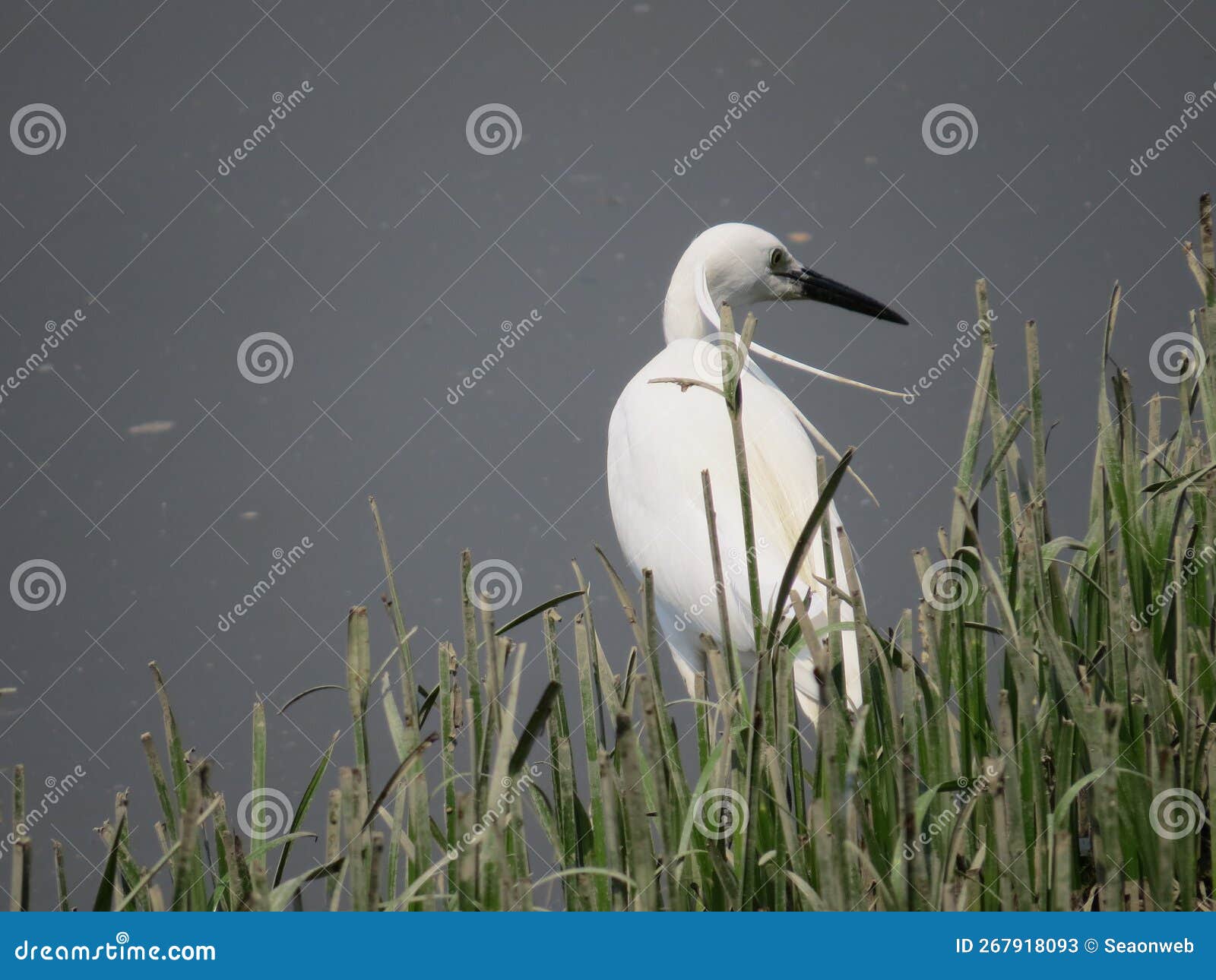 A Beautiful Cattle Egret Bird into the Lake Stock Image - Image of ...