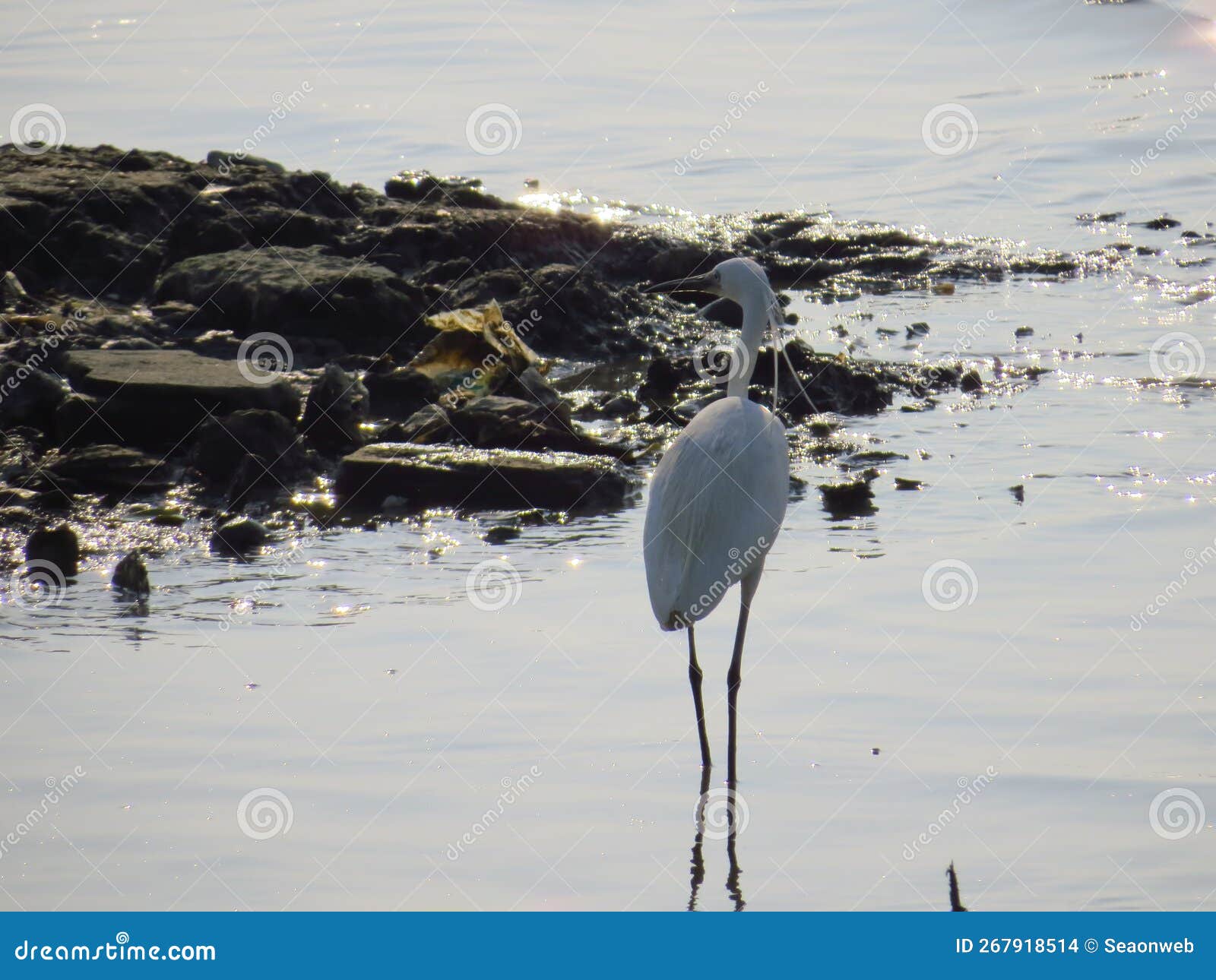 A Beautiful Cattle Egret Bird into the Lake Stock Photo - Image of ...
