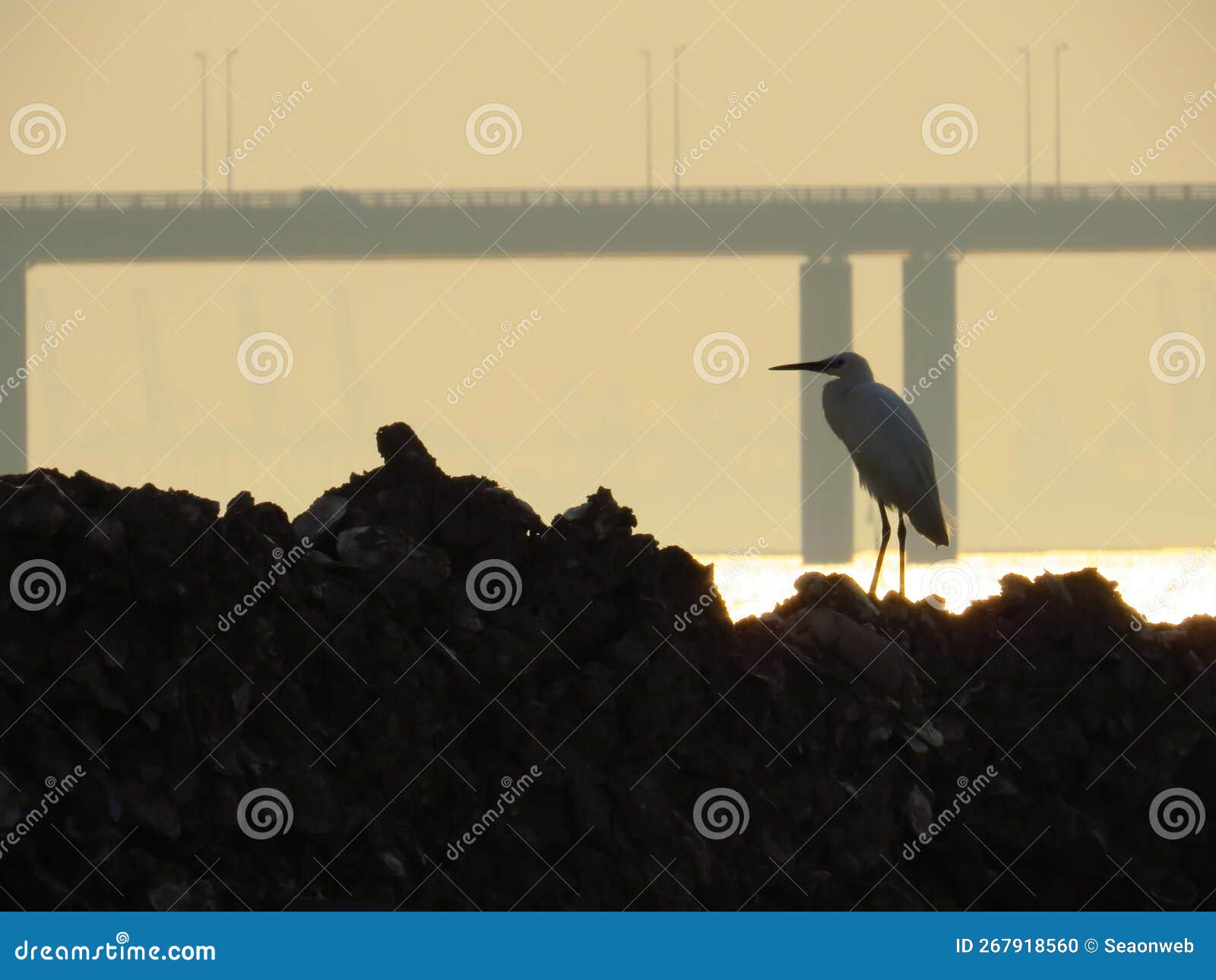 A Beautiful Cattle Egret Bird into the Lake Stock Photo - Image of ...