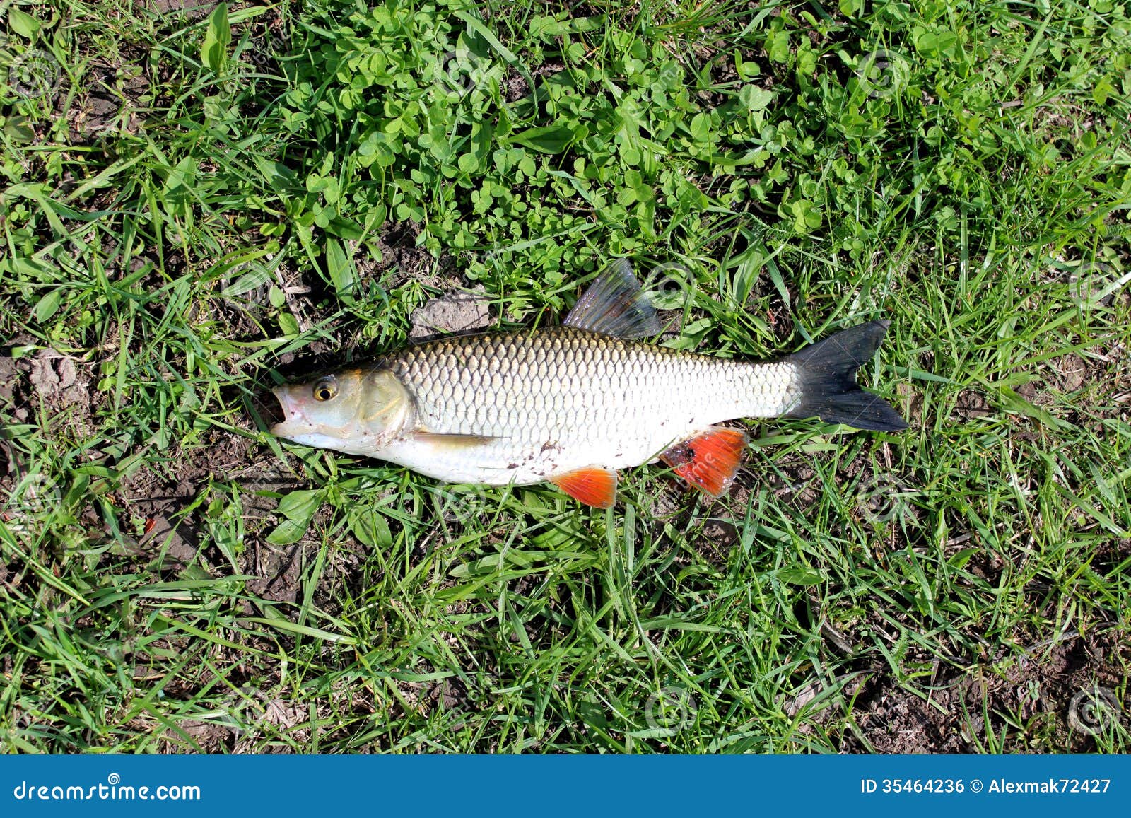 Beautiful caught chub stock photo. Image of bright, chub - 35464236