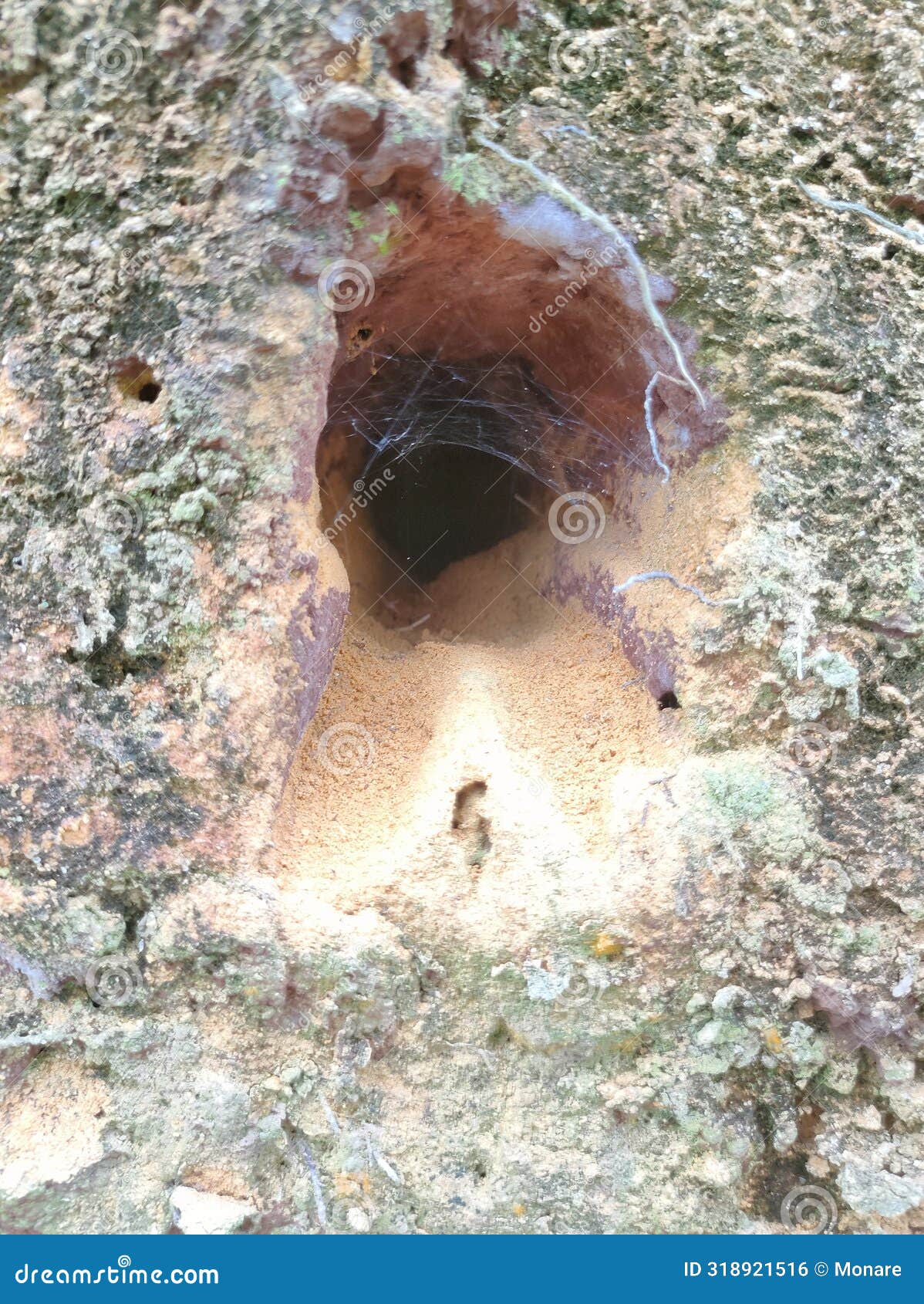 A Beautiful Cave Where Creatures Live Stock Photo - Image of creatures ...