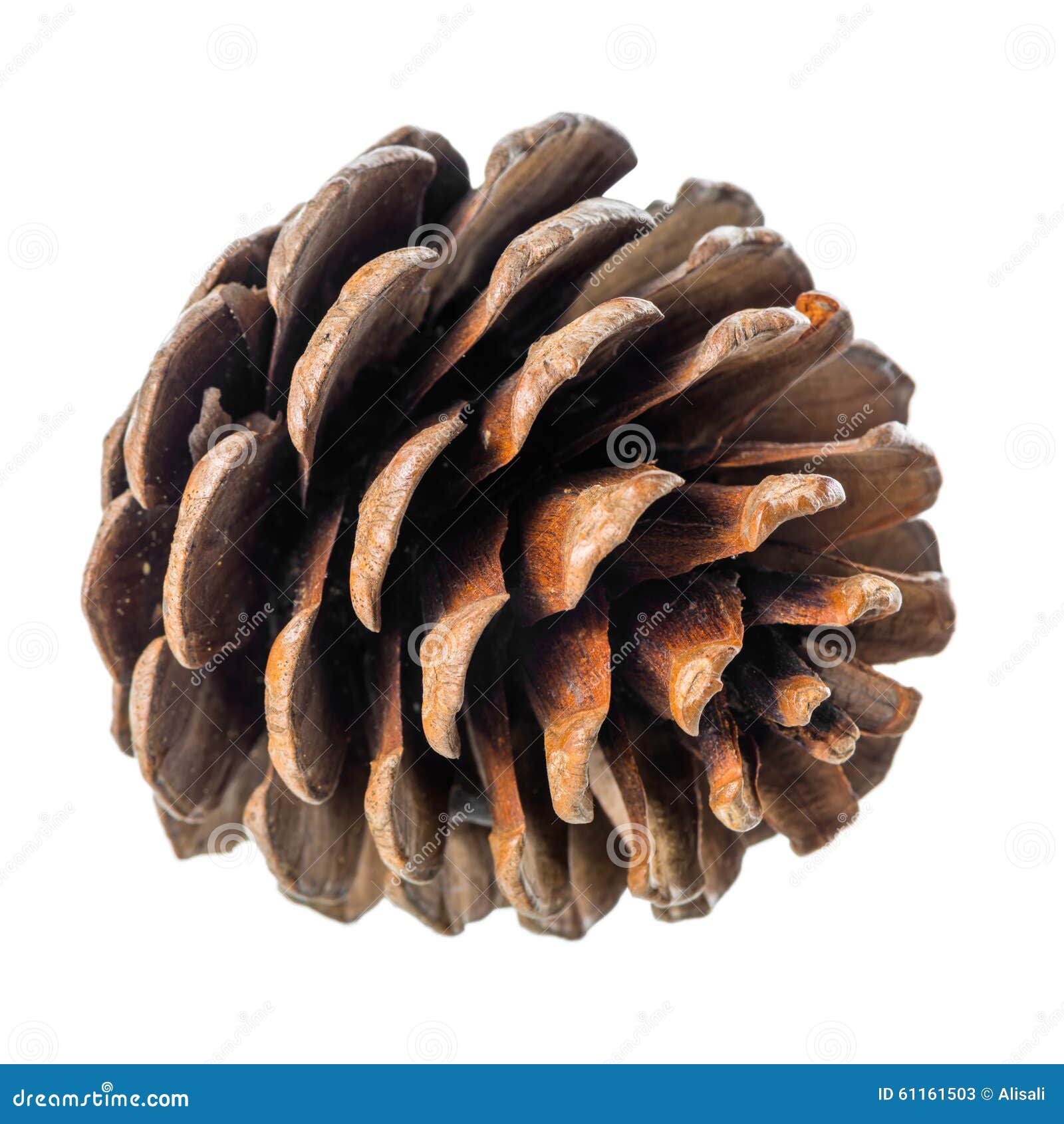 Beautiful Cedar Cone is Isolated on White Background Stock Image ...