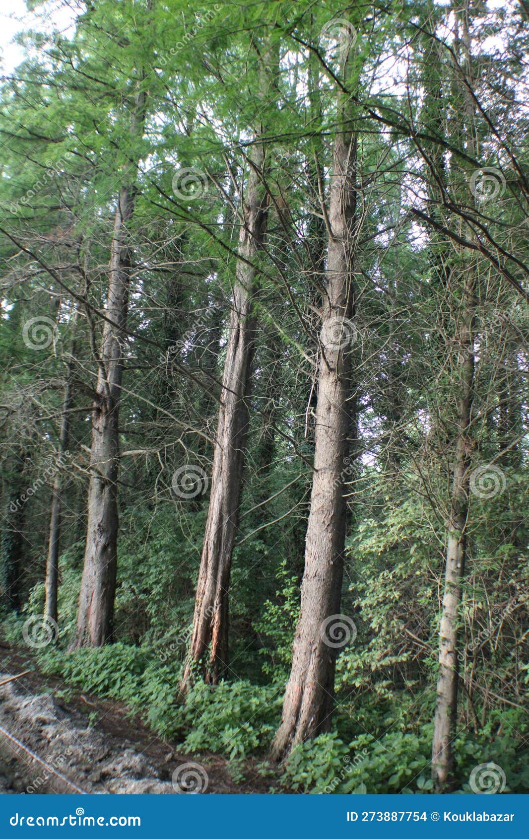 Beautiful Cedar Trees in a Forest Stock Photo - Image of heviz, leaf ...