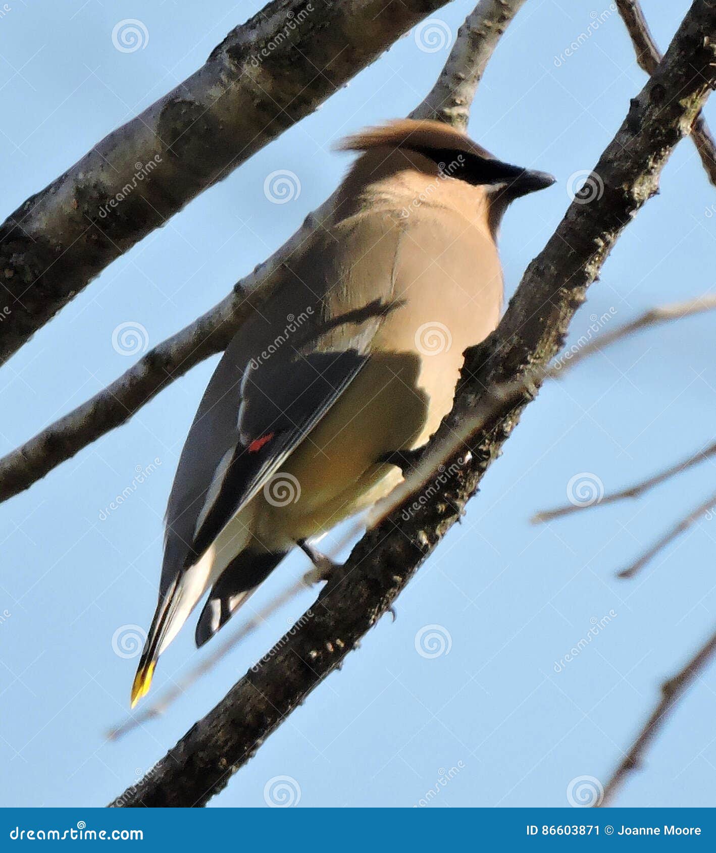 Beautiful Cedar Waxwing on Tree Branch Stock Image - Image of cedar ...