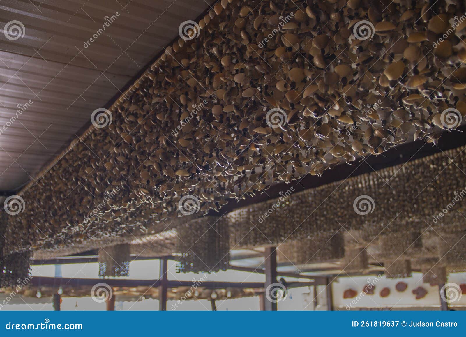 Beautiful Brazilian Ceiling Decoration Made with Sea Shells Stock Image ...