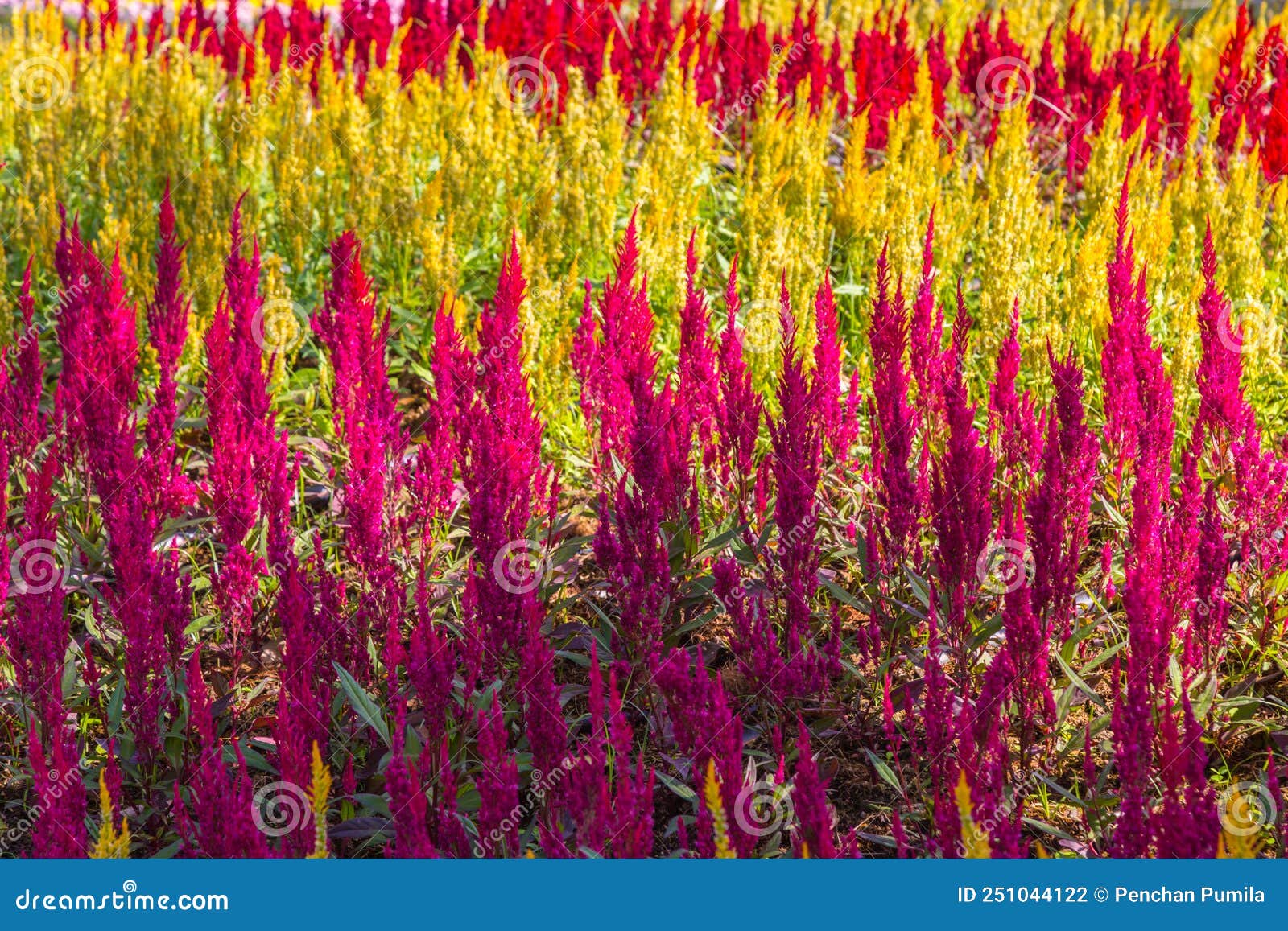 Beautiful of Celosia Argentea or Cockscomb in the Field Stock Photo ...
