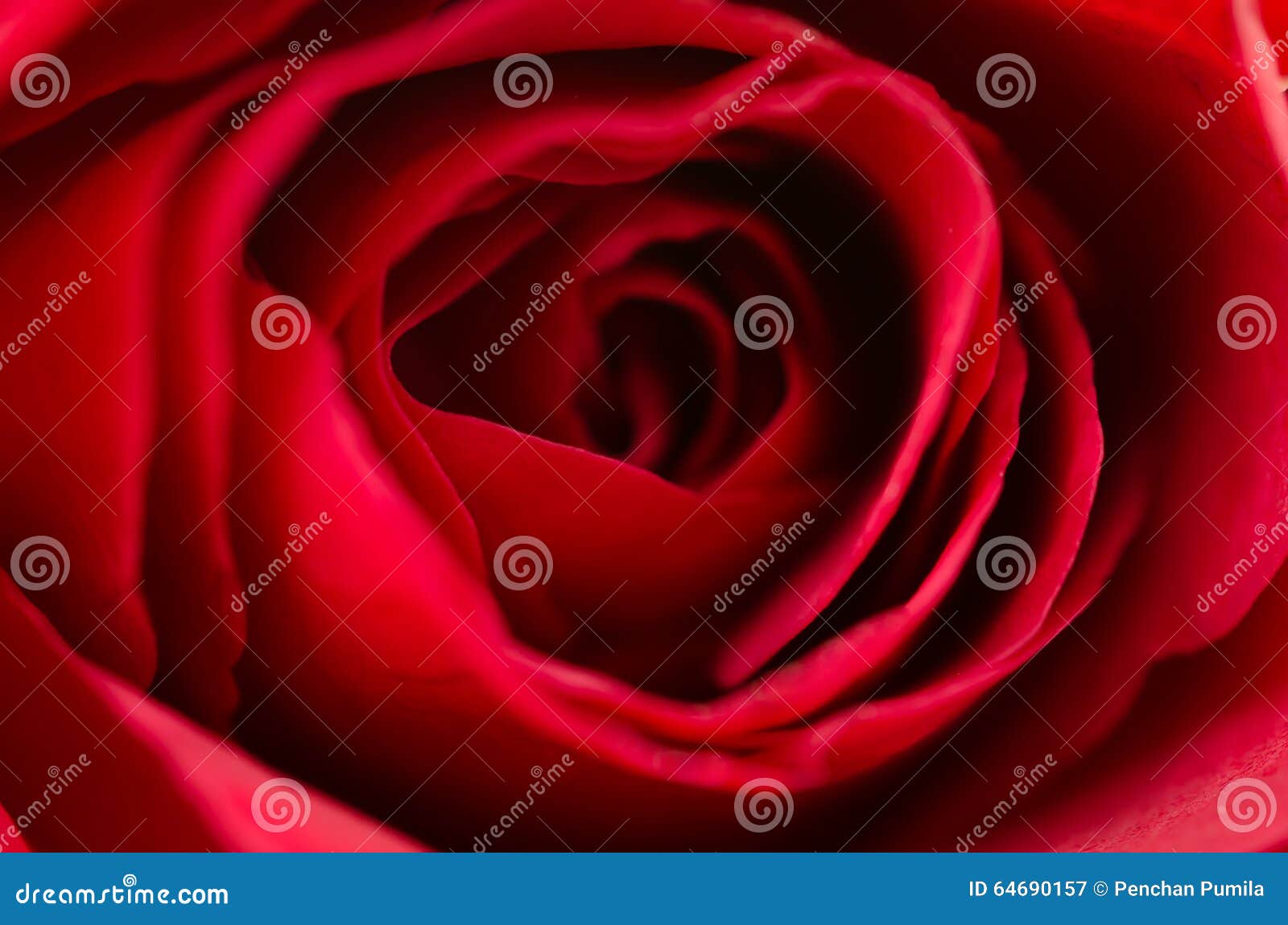 Beautiful Center of Red Rose. Stock Image - Image of design, passion ...