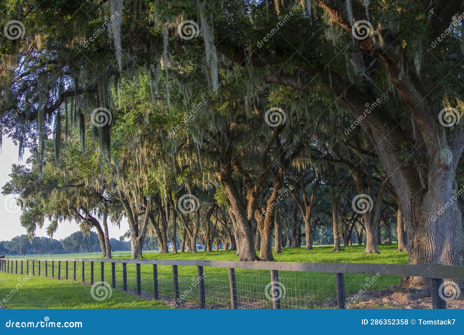 A Beautiful Central Florida Ranch Stock Photo - Image of green, city ...