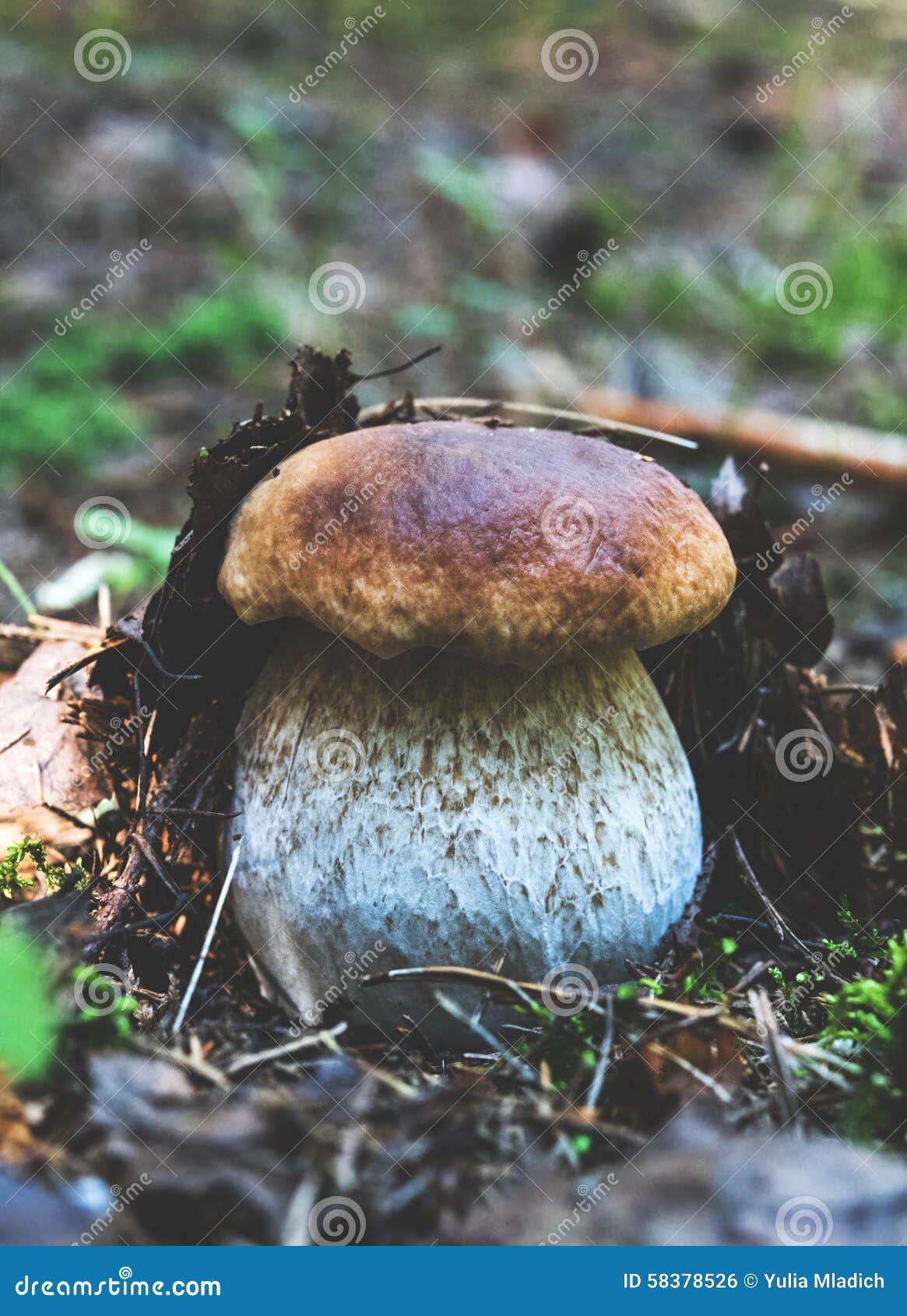Beautiful cep in ground stock photo. Image of forest - 58378526