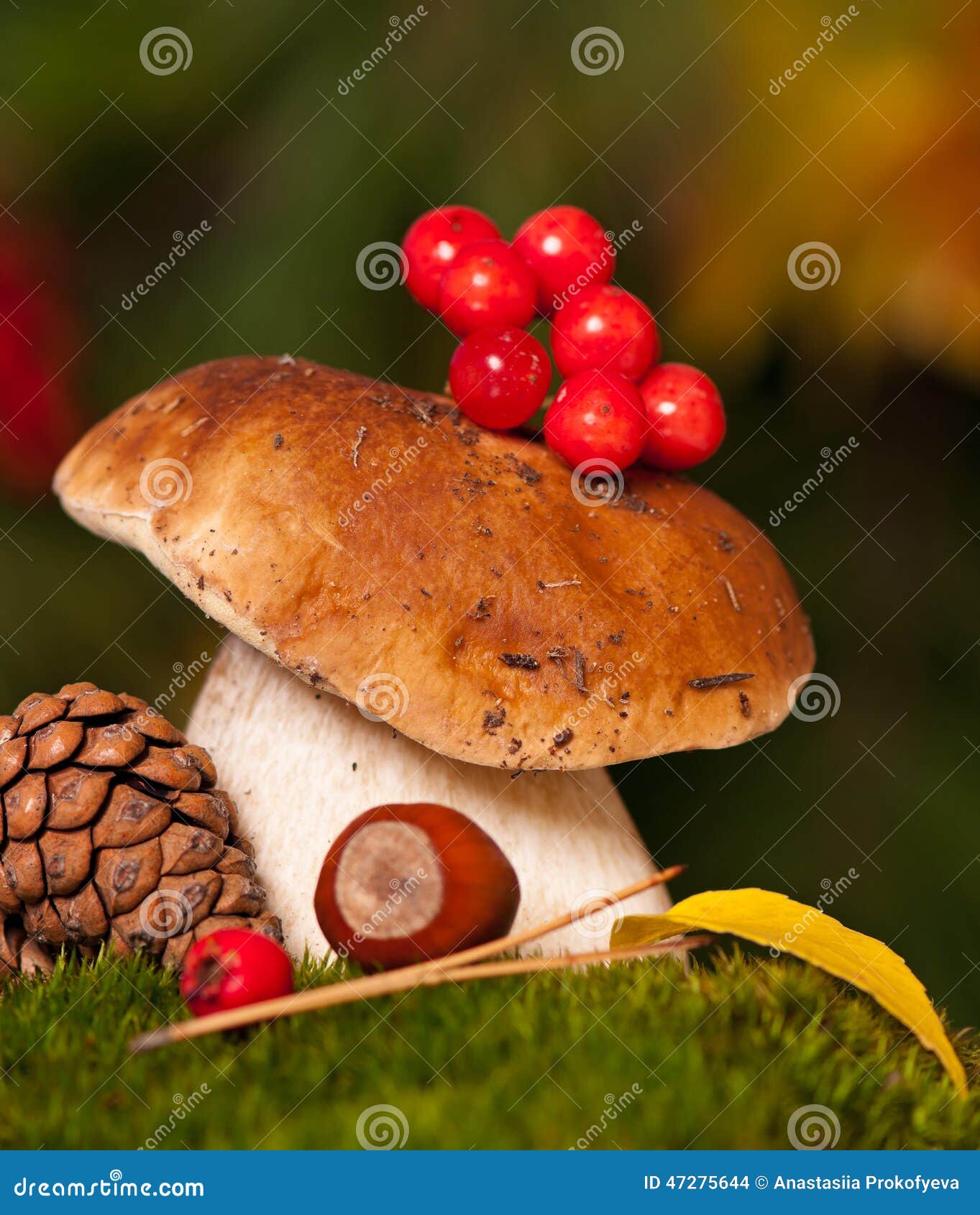 Beautiful cepe stock photo. Image of cone, fungus, environment - 47275644