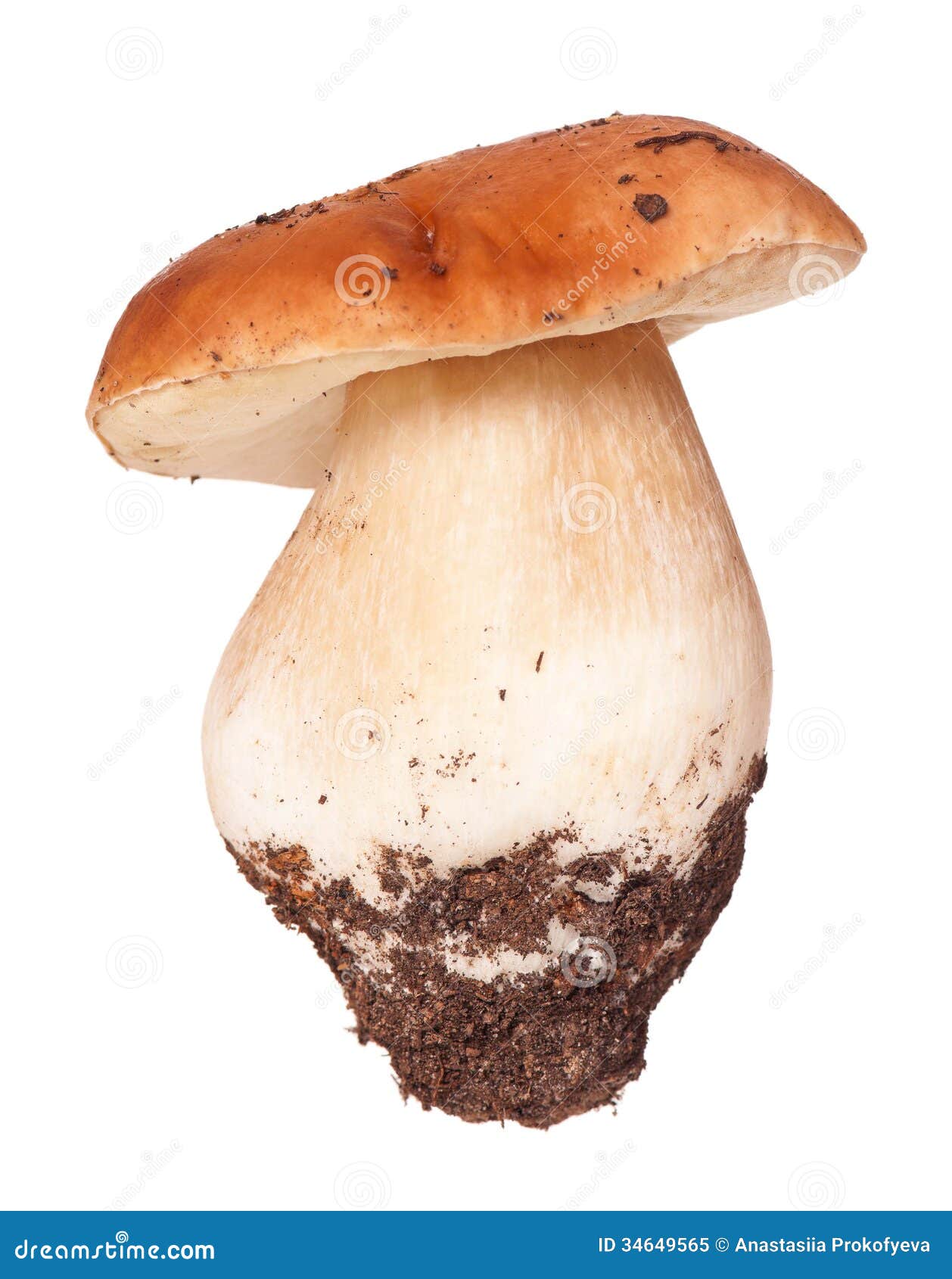 Beautiful cepe stock image. Image of isolated, fresh - 34649565