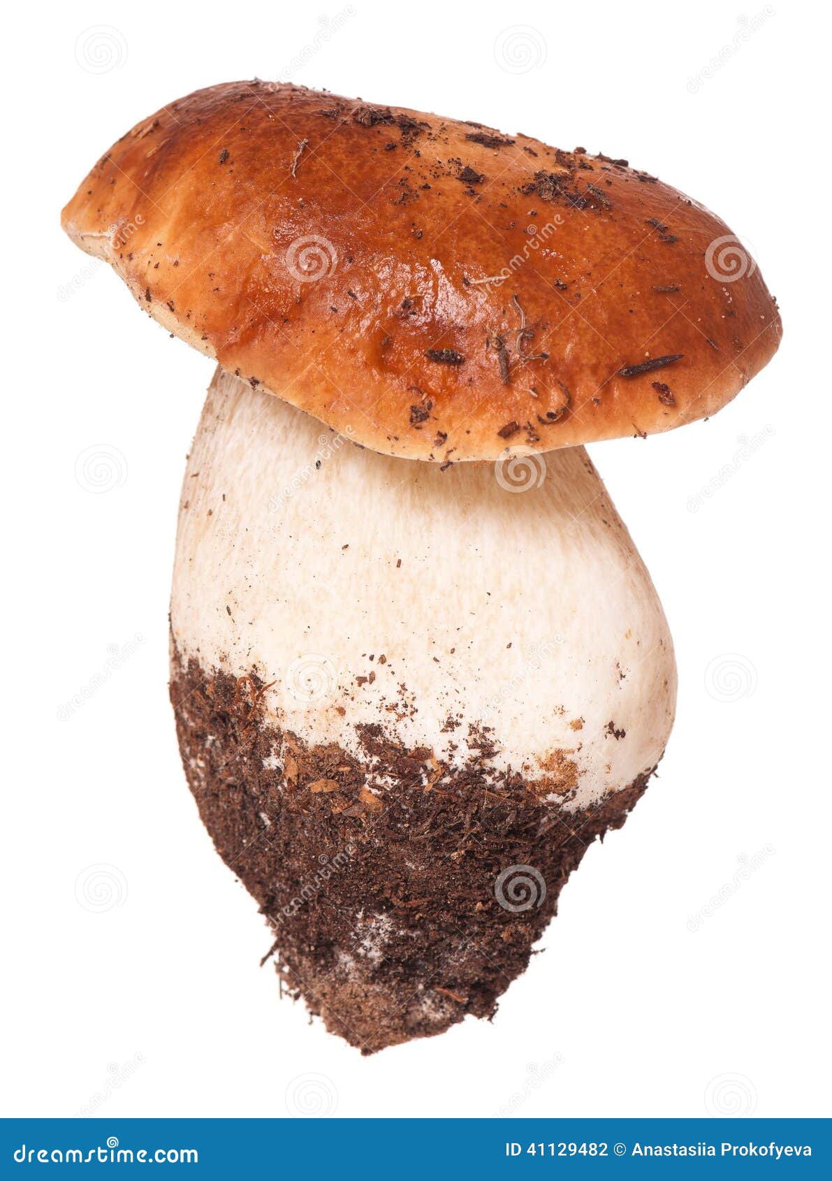 Beautiful cepe stock photo. Image of fungus, natural - 41129482