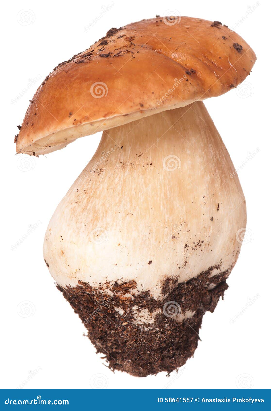 Beautiful cepe stock image. Image of growing, closeup - 58641557