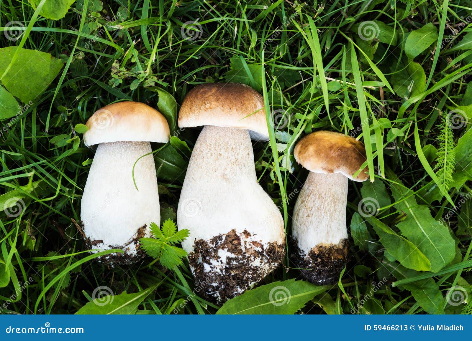 Beautiful ceps in grass stock image. Image of closeup - 59466213