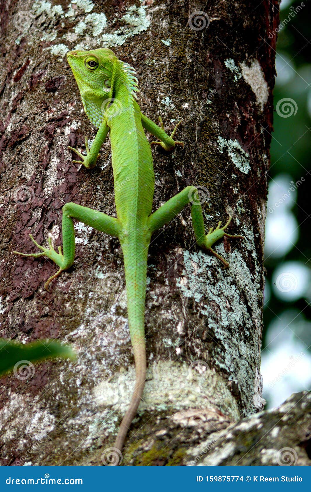 A Beautiful Chameleon Crawling on a Tree Stock Photo - Image of leaf ...