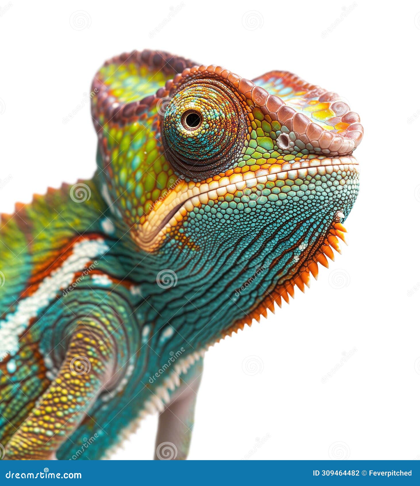 Multi-colored Chameleon Isolated on a White Background Stock ...