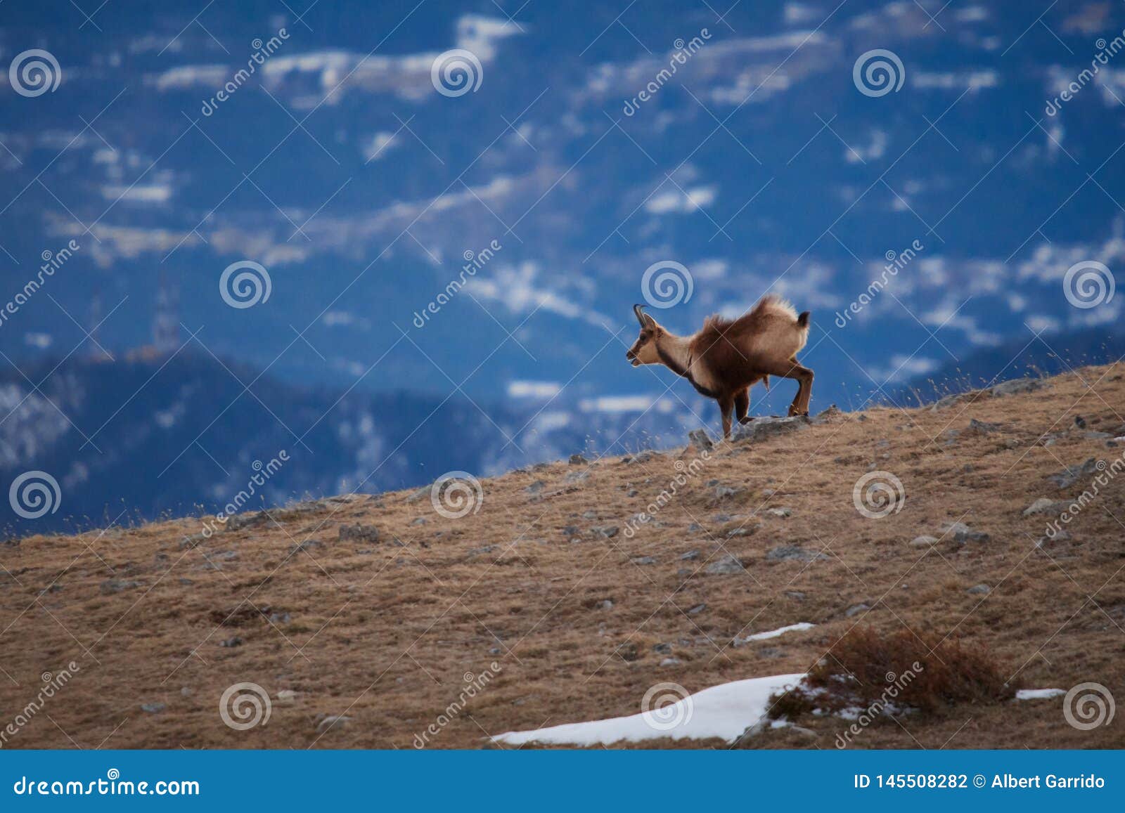 Beautiful Chamois Jumping in the Mountain of Pyrenees Stock Photo ...