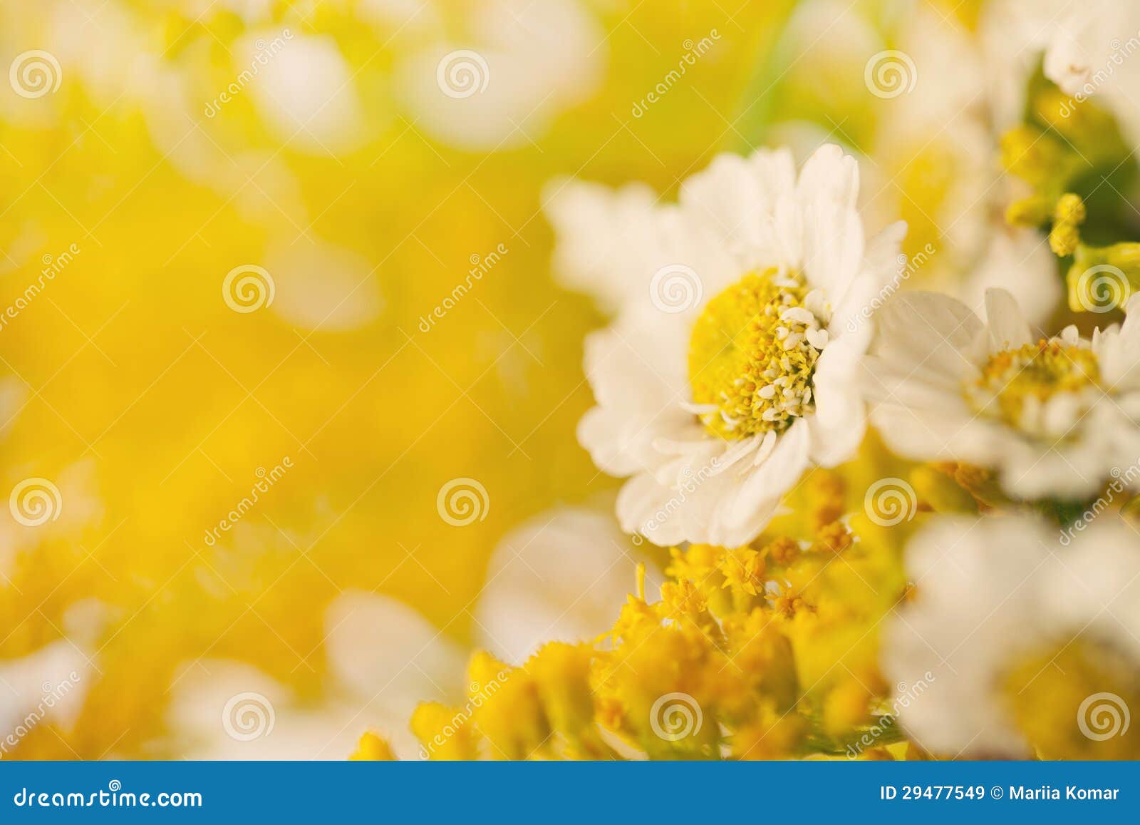 Beautiful Chamomile Background Stock Image - Image of bloom, abstract ...