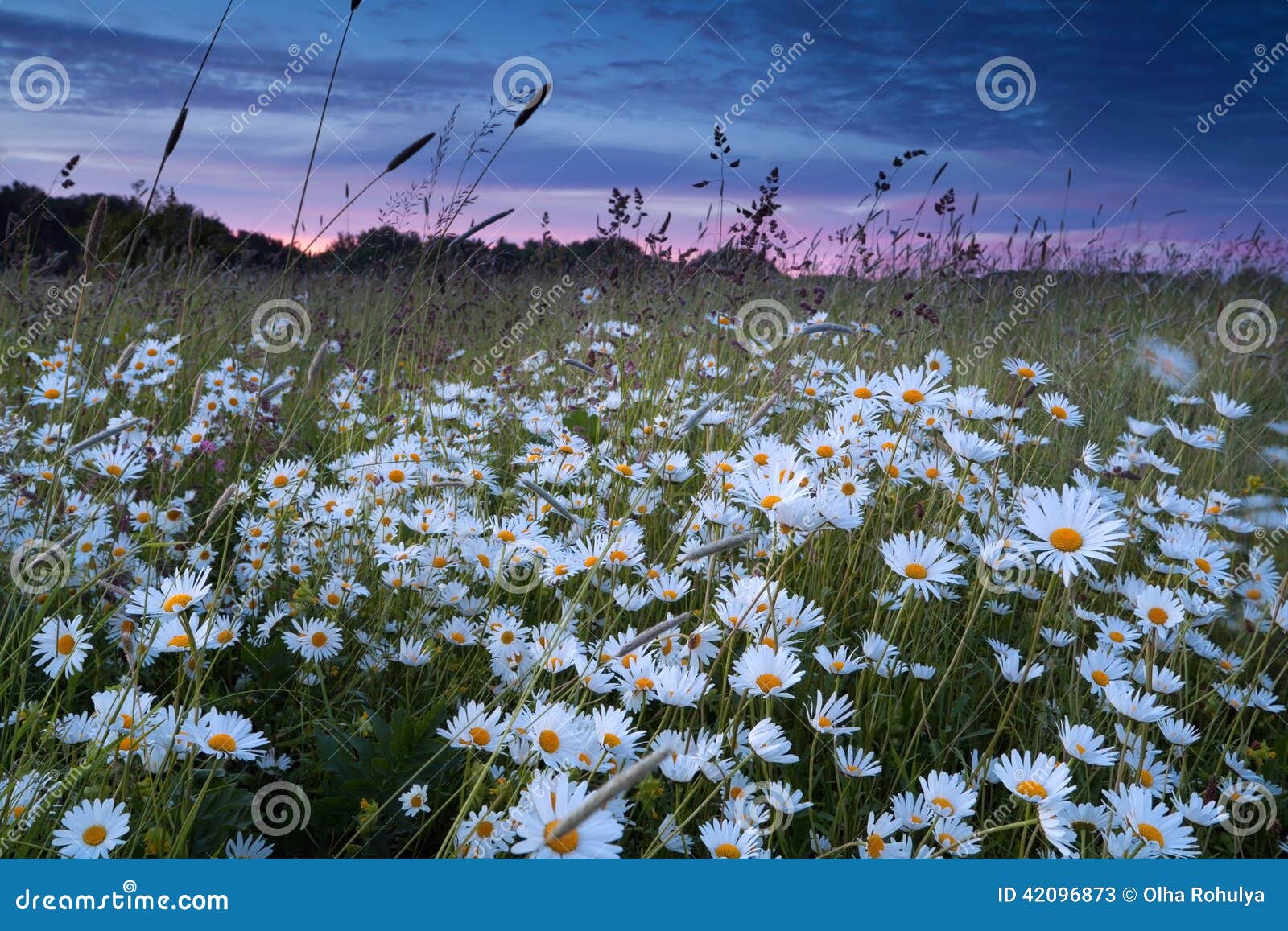 Beautiful Chamomile Field at Sunset Stock Image - Image of bloom ...