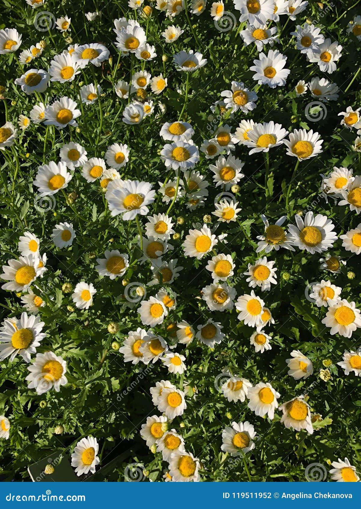 Beautiful Chamomile Field in the Village Summer Stock Photo - Image of ...