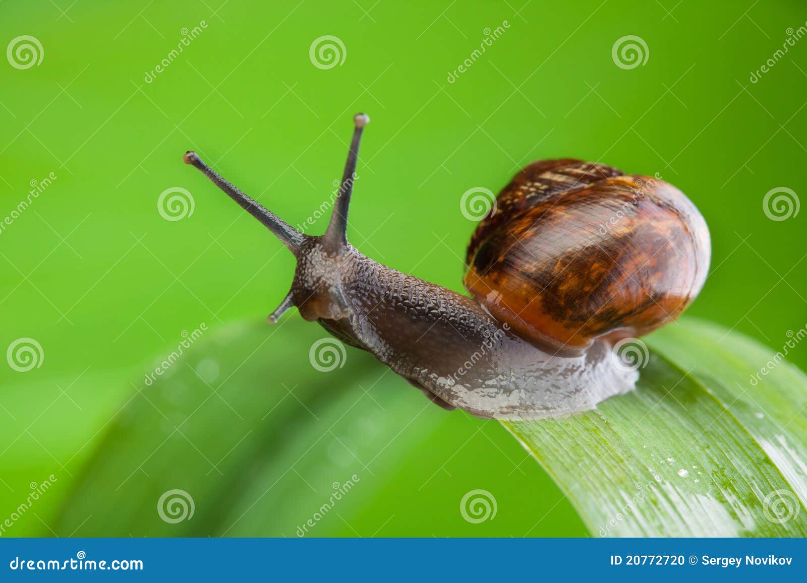 Beautiful Charismatic Snail Stock Photo - Image of crawling, look: 20772720