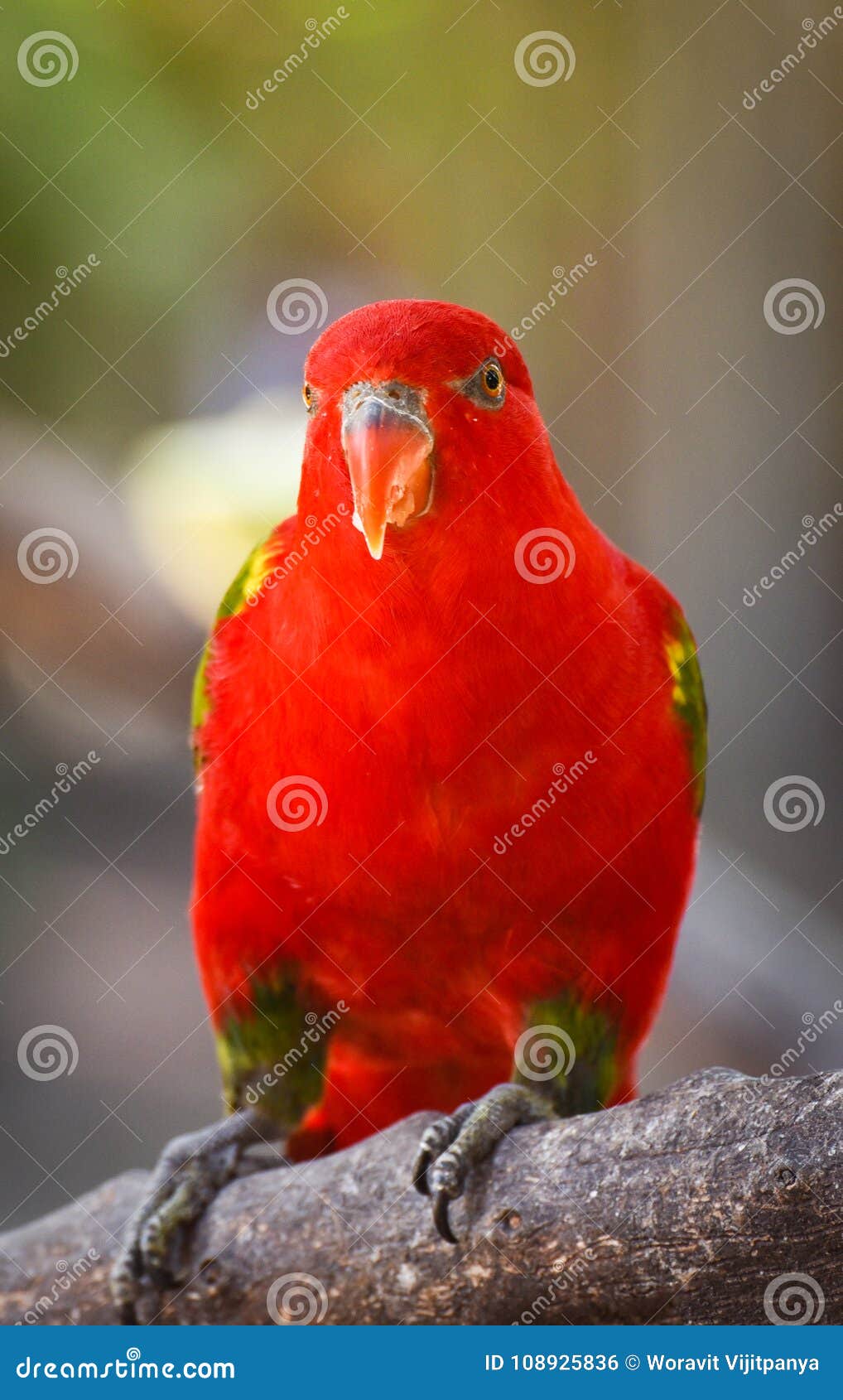 Chattering lory stock photo. Image of male, colourful - 108925836