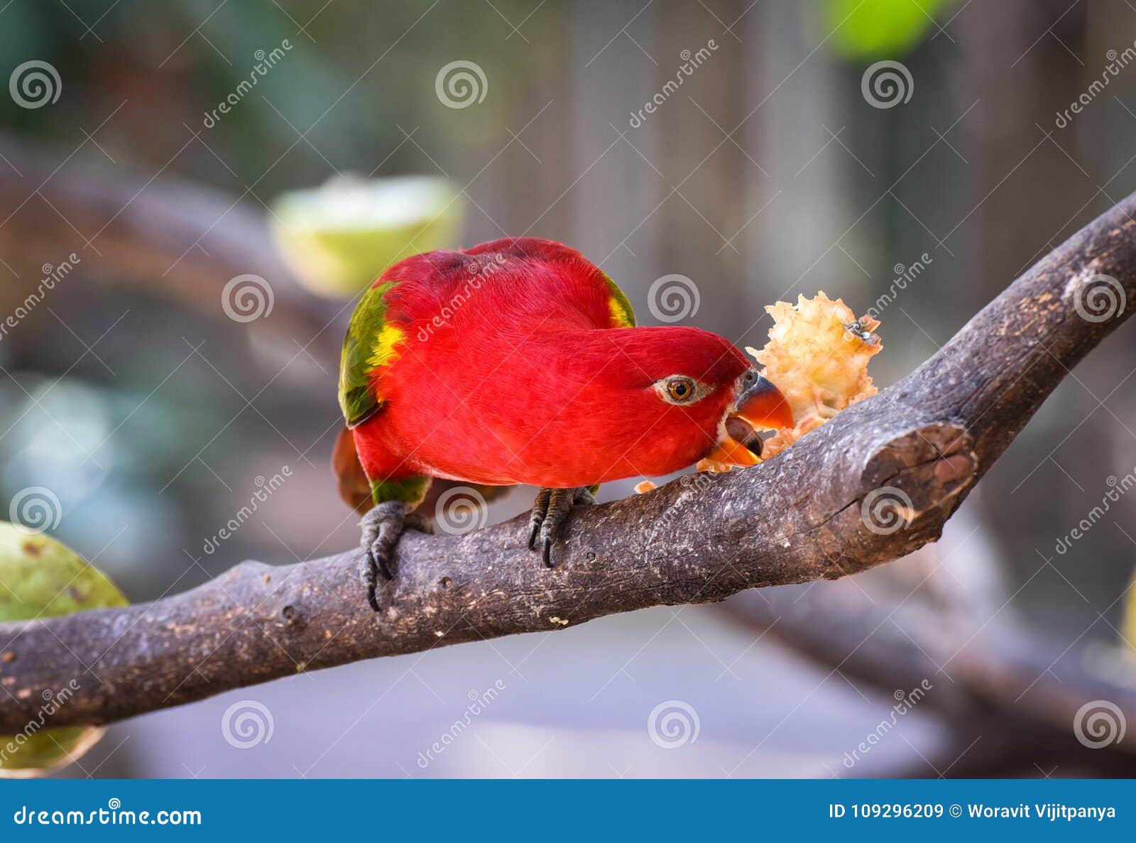 Chattering lory stock image. Image of resting, possing - 109296209