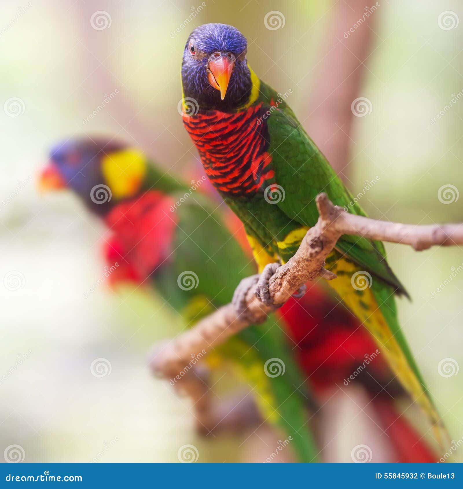 Beautiful Chattering Lory Lorius on a Branch Stock Photo - Image of ...