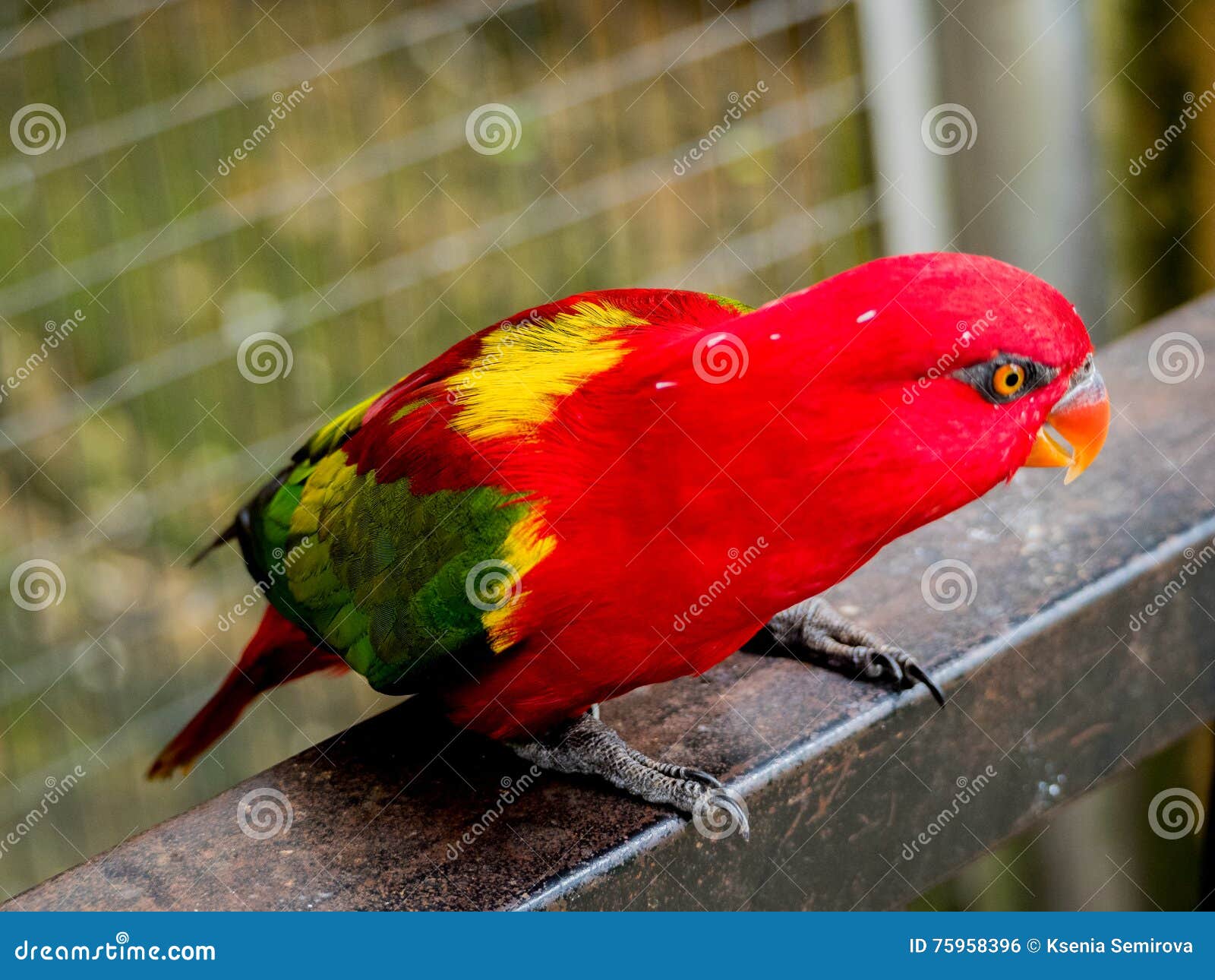 Beautiful Chattering Red Lory Stock Photo - Image of lory, avian: 75958396