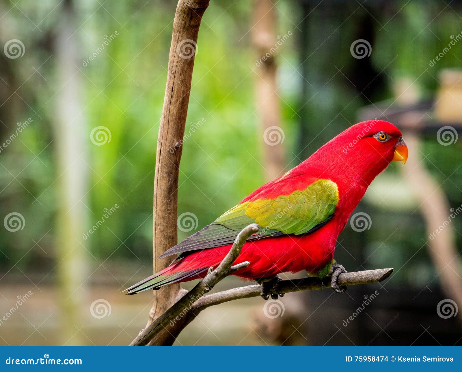Beautiful Chattering Red Lory Stock Photo - Image of birding, beautiful ...