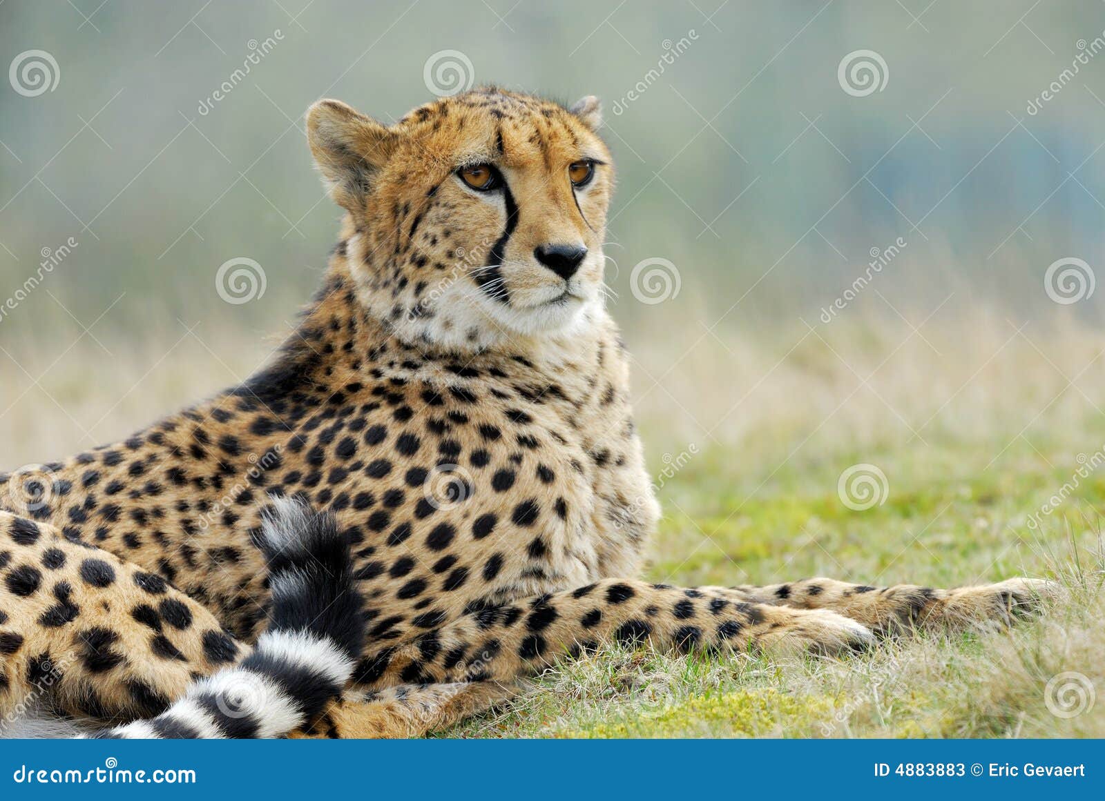 Beautiful cheetah stock image. Image of environment, behavior - 4883883