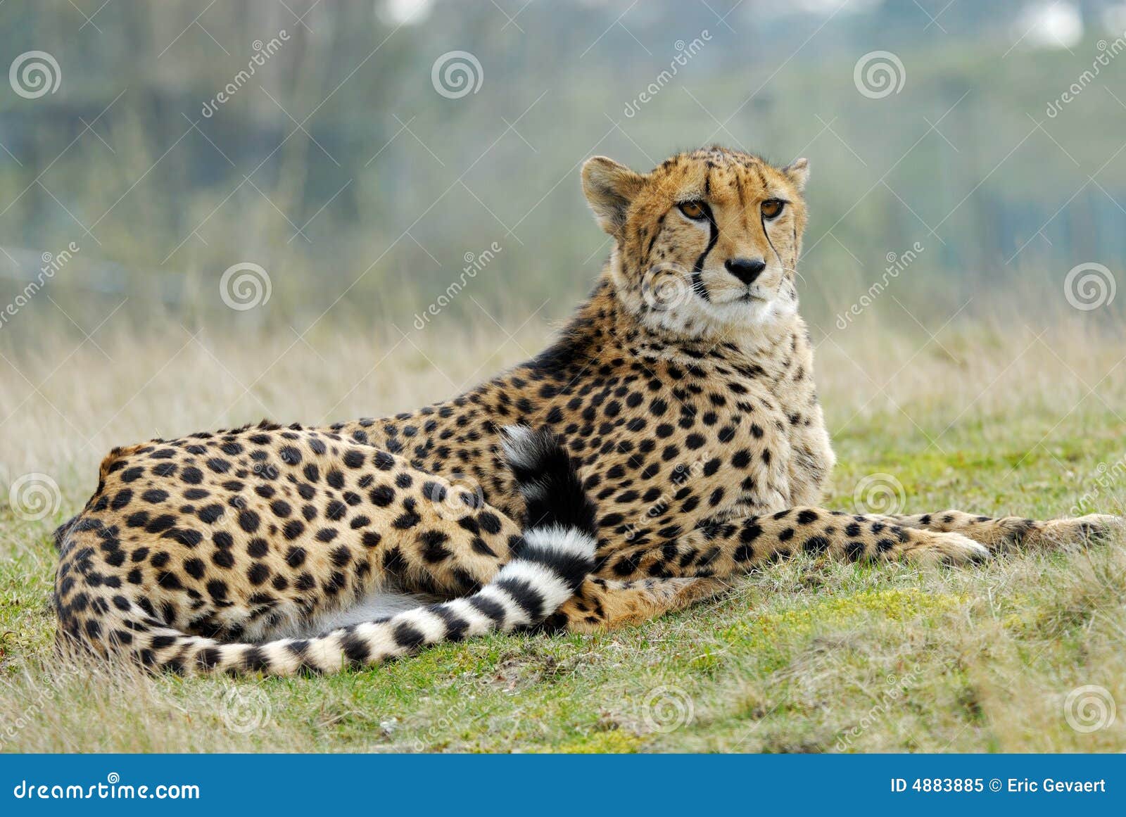Beautiful cheetah stock image. Image of jubatus, refuge - 4883885
