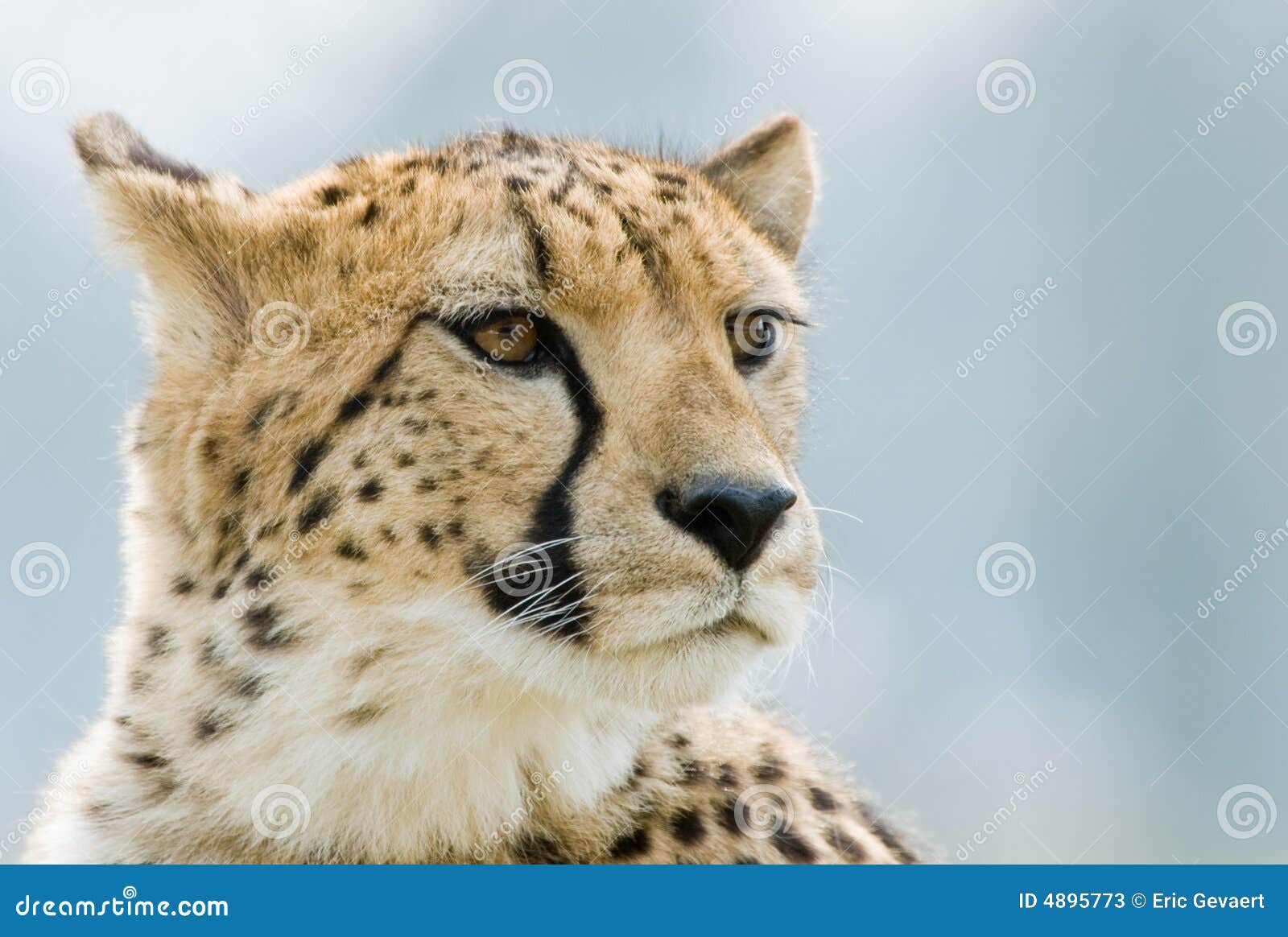 Beautiful cheetah stock image. Image of endangered, outdoor - 4895773