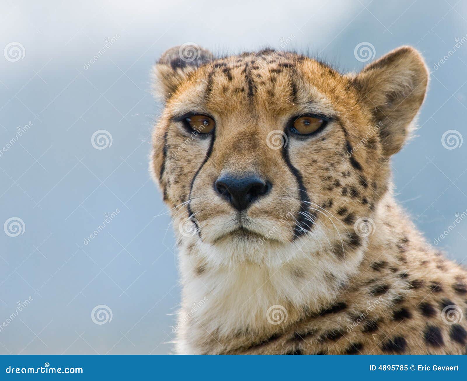 Beautiful cheetah stock image. Image of refuge, habitat - 4895785