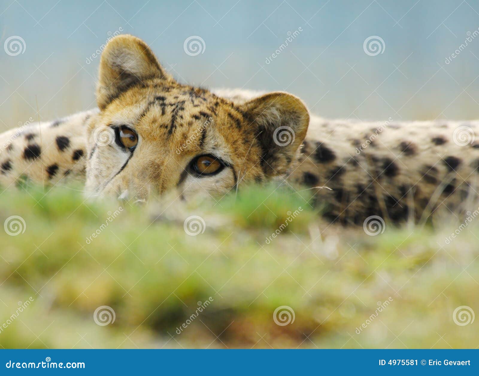 Beautiful cheetah stock image. Image of acinonyx, behaviour - 4975581