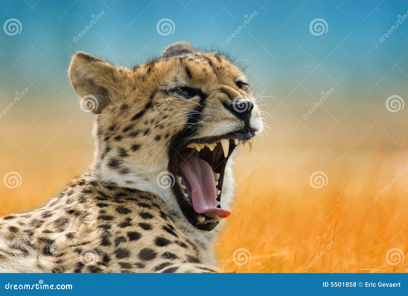 Beautiful cheetah stock photo. Image of dotted, refuge - 5501858