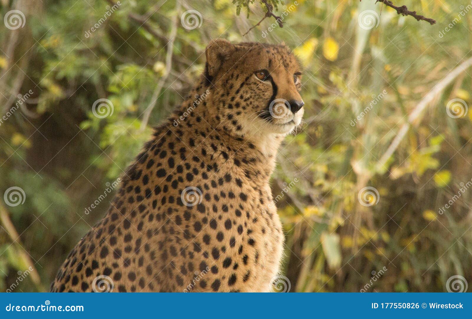 Beautiful Cheetah with an Angry Look during Daytime Stock Photo - Image ...