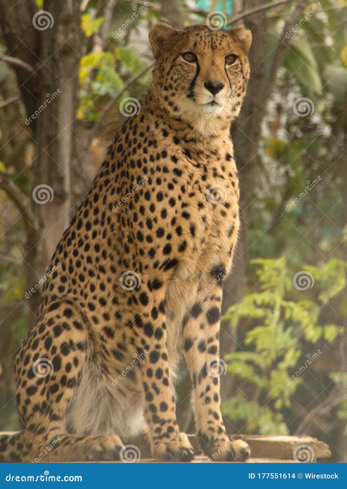 Beautiful Cheetah with an Angry Look during Daytime Stock Photo - Image ...