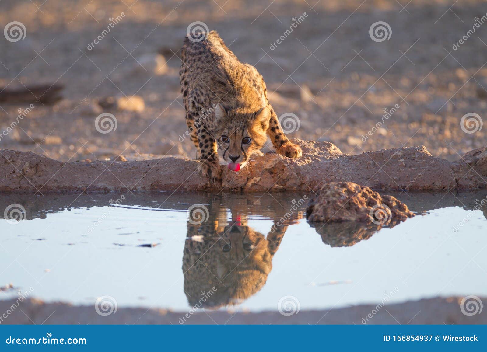 Beautiful Cheetah Drinking Water from a Small Pond with Its Reflection ...