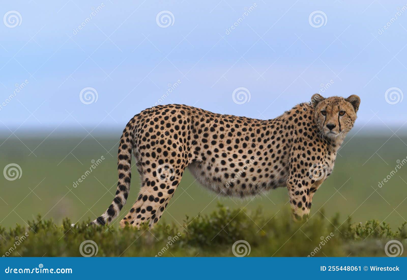 Beautiful Cheetah Hunting and Looking for Prey Stock Image - Image of ...