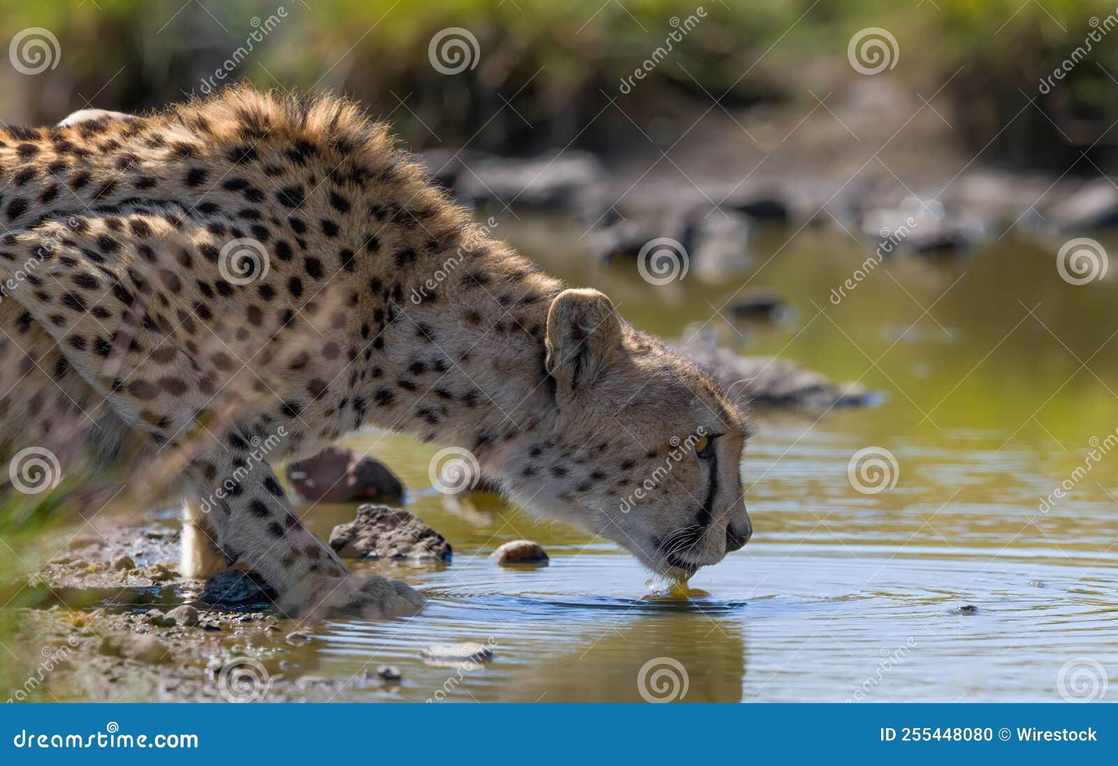 Beautiful Cheetah Hunting and Looking for Prey Stock Photo - Image of ...