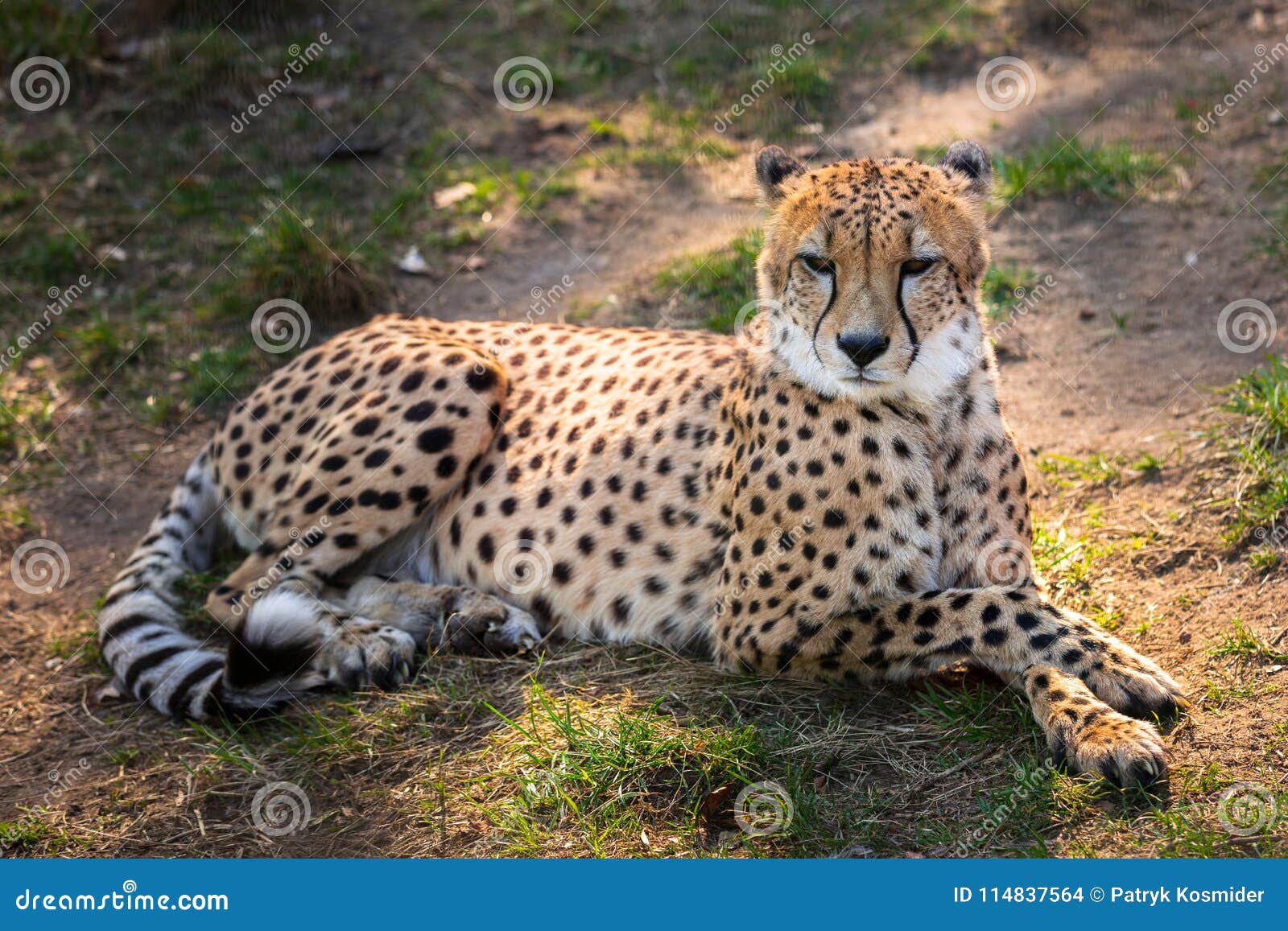 Beautiful Cheetah Lying Down Stock Photo - Image of kenya, yellow ...