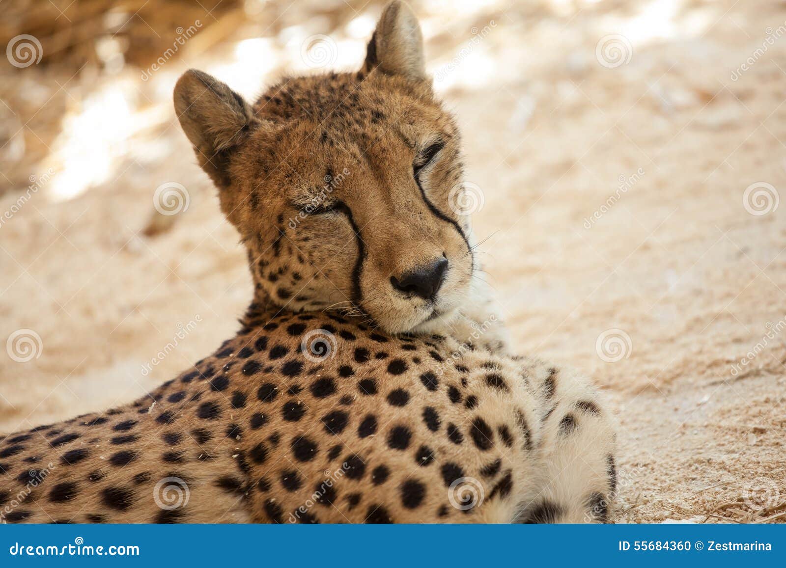 Beautiful cheetah stock photo. Image of felidae, beauty - 55684360