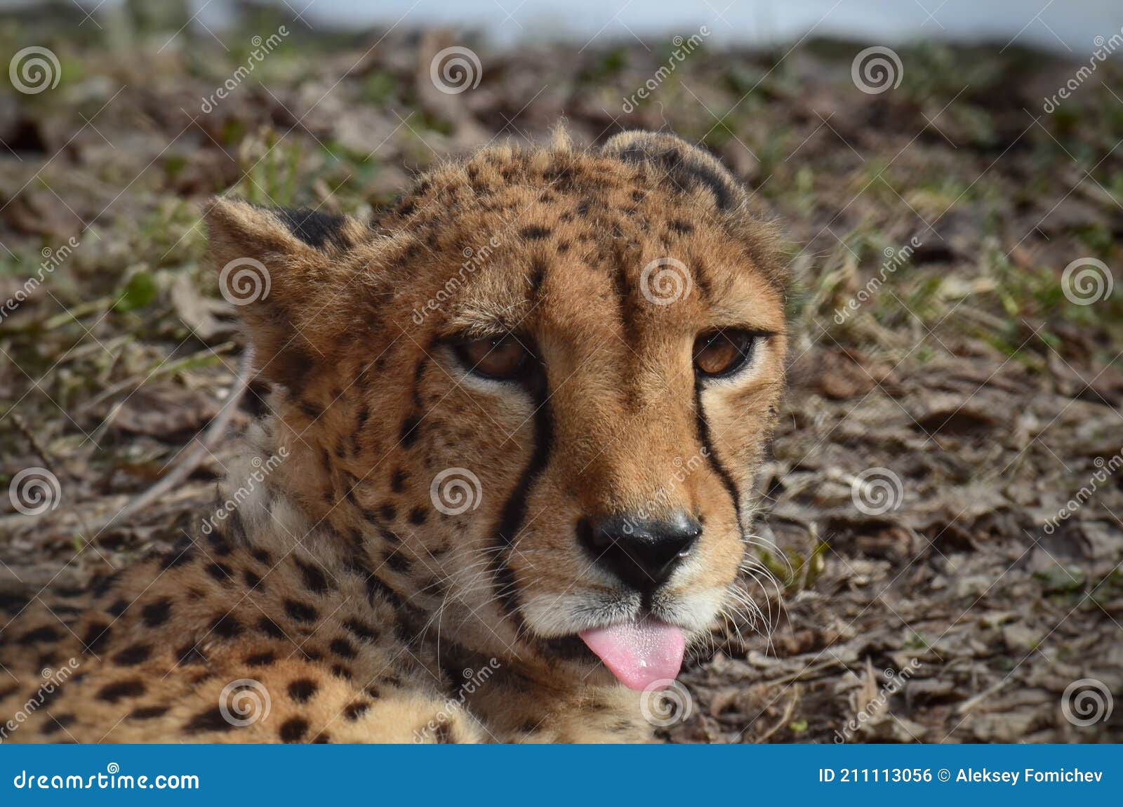 Beautiful Cheetah Shows the Language Stock Photo - Image of shows ...