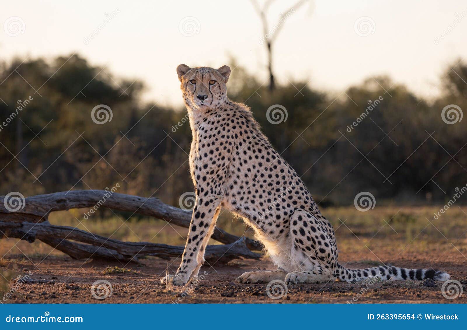 Beautiful Cheetah Sitting Near a Tree Log in the Middle of a Meadow ...