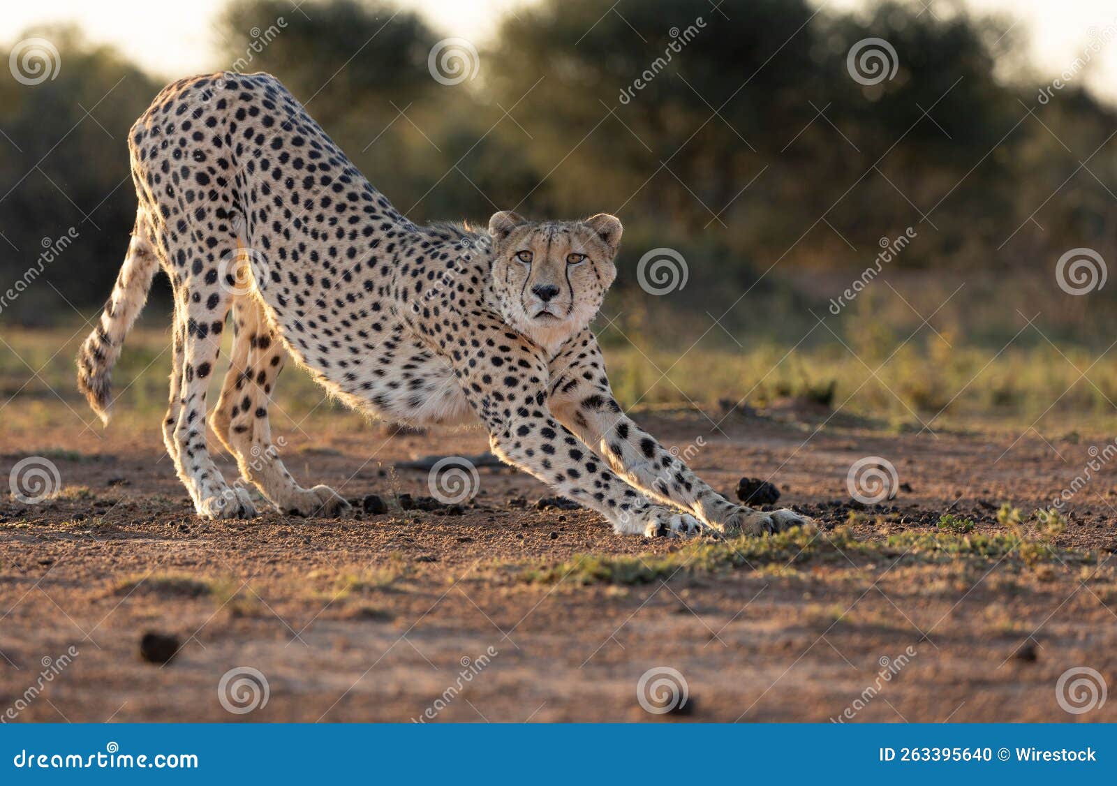 Beautiful Cheetah Stretching Its Back in a Meadow Stock Photo - Image ...