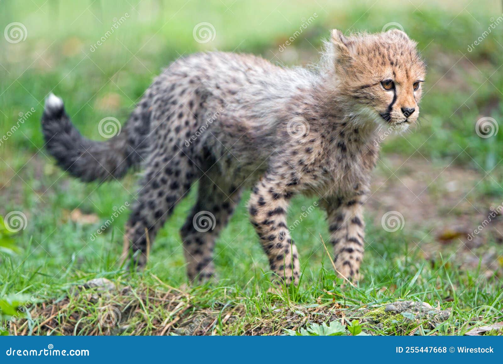 Beautiful Cheetah Walking in the Wild Stock Photo - Image of kenya ...