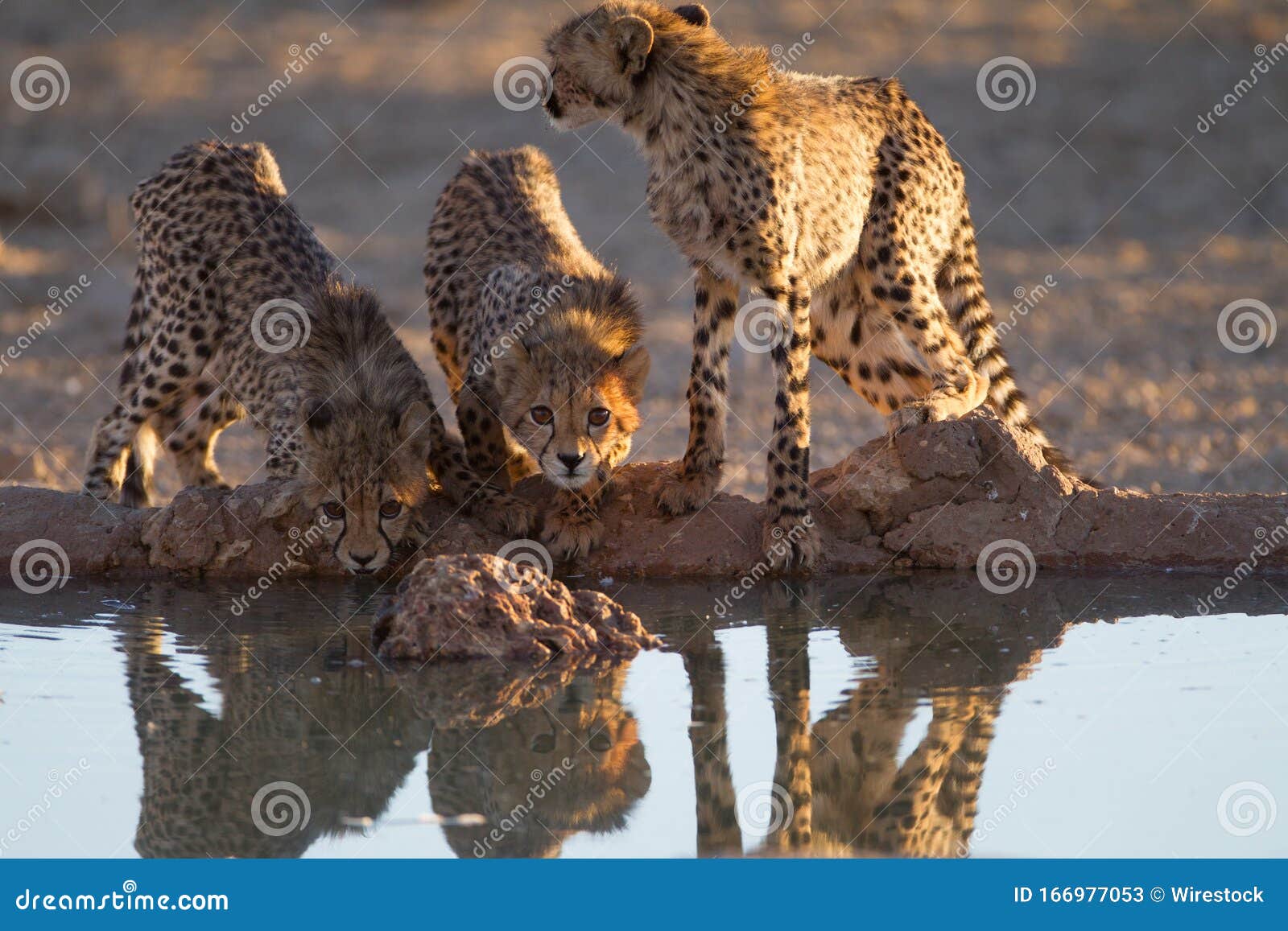 Beautiful Cheetahs Drinking Water from a Small Pond with Their ...