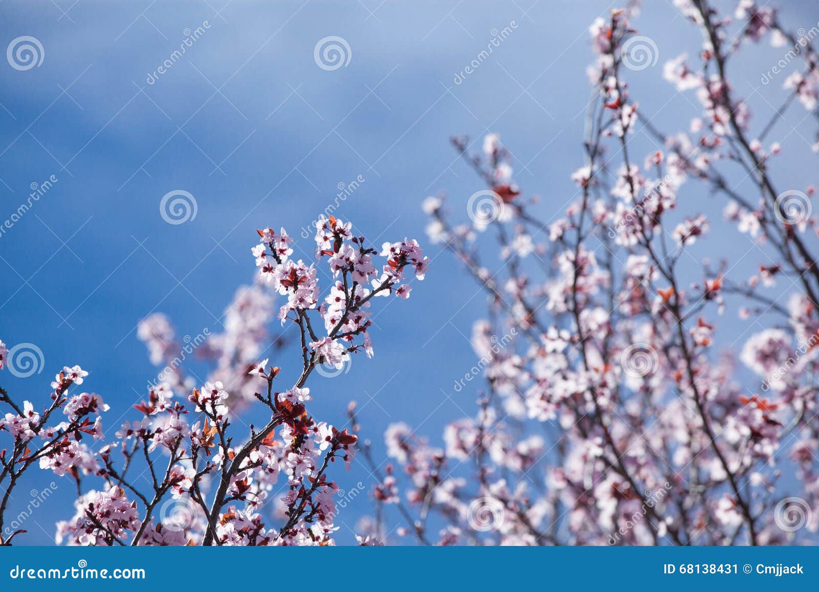 Beautiful Cherry Blossom and Blue Sky. Spring Theme Stock Image - Image ...