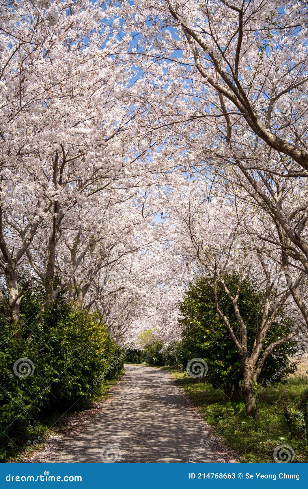Beautiful Cherry Blossom Road Stock Image - Image of park, woodland ...